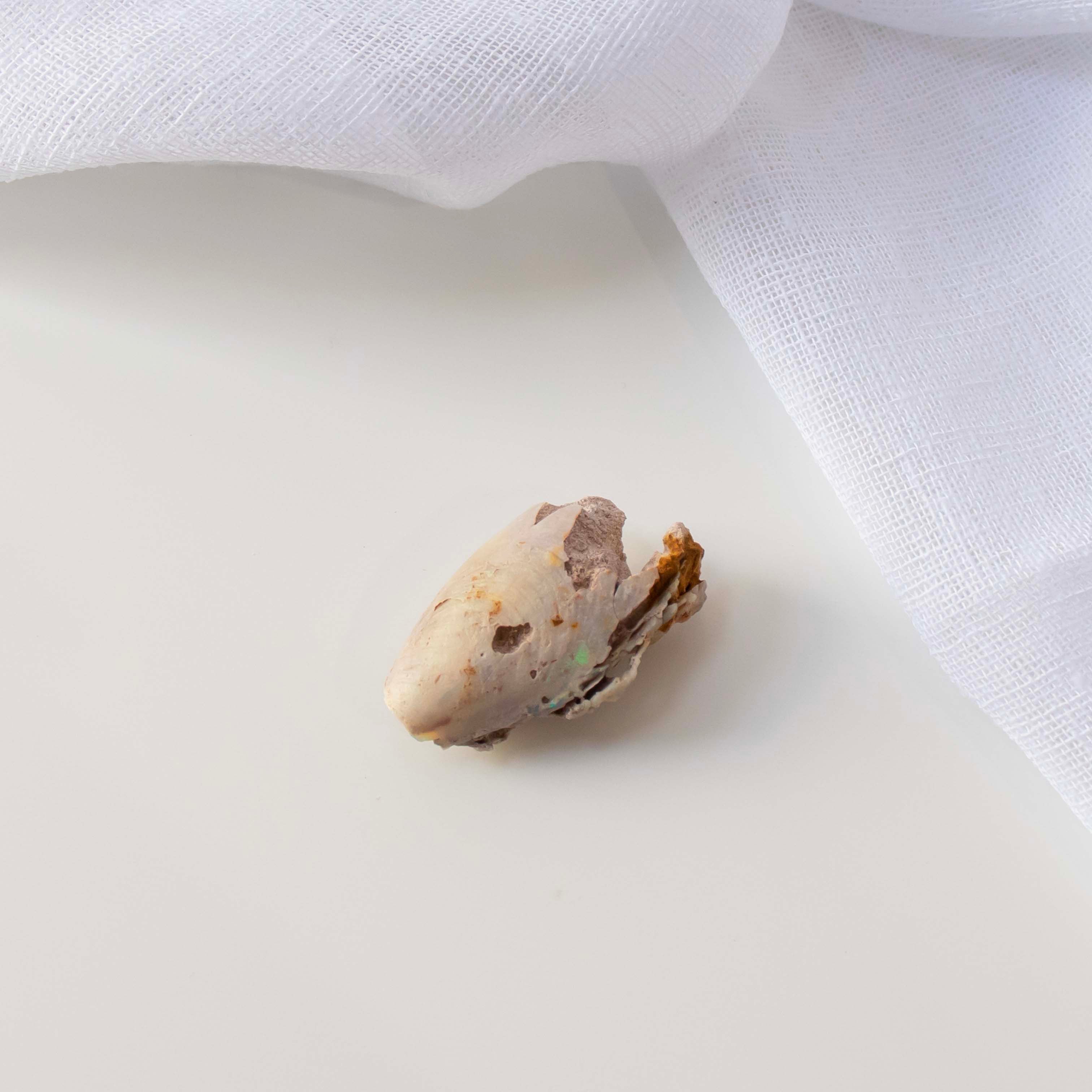 Certified Opalised Shell Fossil | ULUNA CRYSTALS & WELLNESS – Uluna