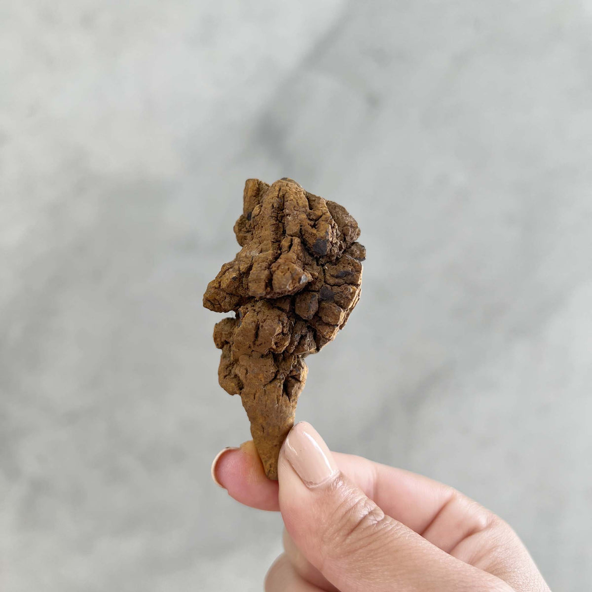 Certified Turtle Poo (Coprolite) - 04 | ULUNA CRYSTALS & WELLNESS – Uluna